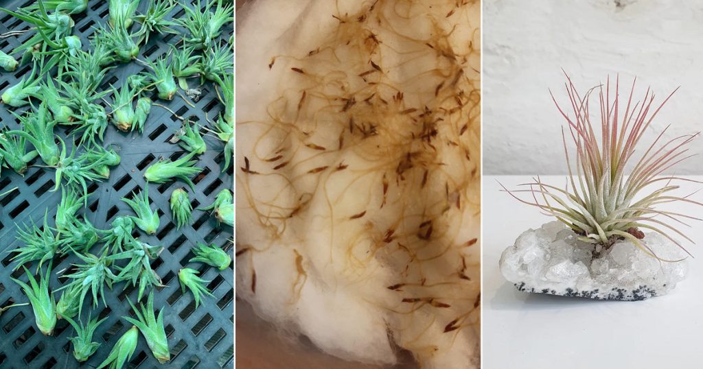 How to Grow Air Plant from Seeds - Air Plants Web
