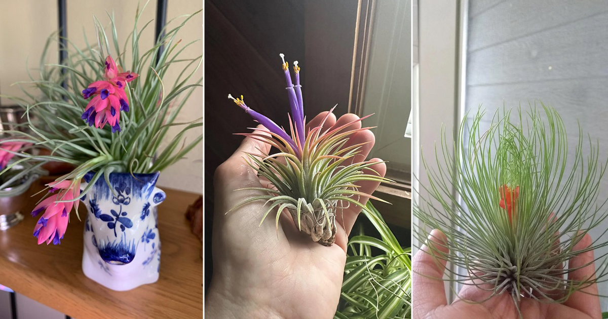 10 Best Air Plants for Indoors Without Sunlight - Air Plants Web
