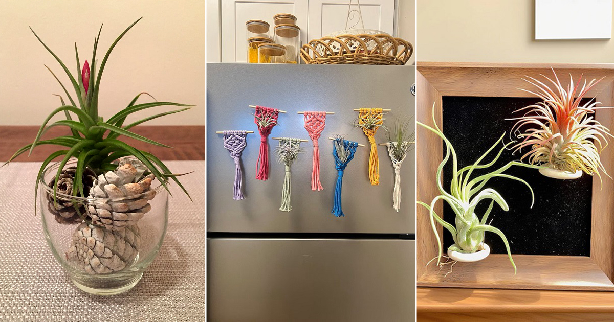 16 Creative Air Plant Display Ideas Using Everyday Items - Air Plants Web