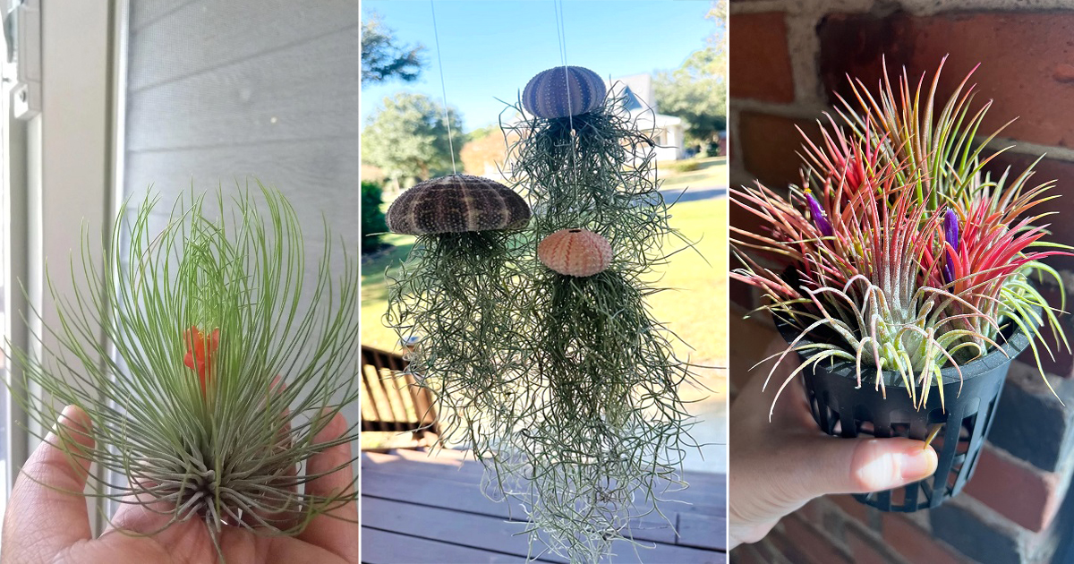 7 Best Air Plants That Stay Small Forever - Air Plants Web
